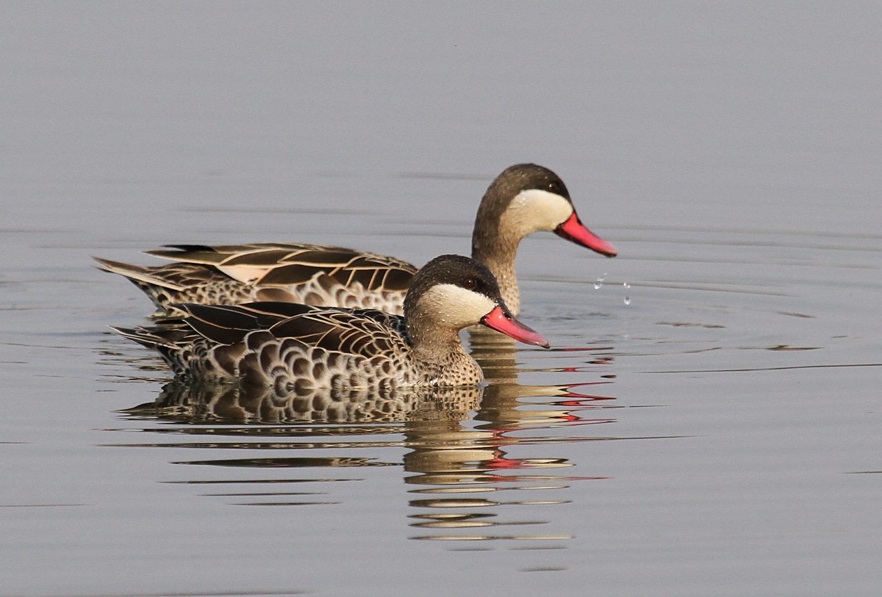 Eigentliche enten (Anas) - Picture Bird