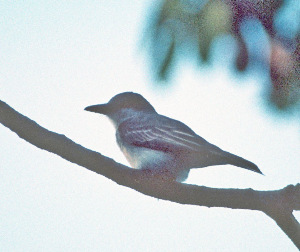 Copetón de ober (Myiarchus oberi) - Picture Bird