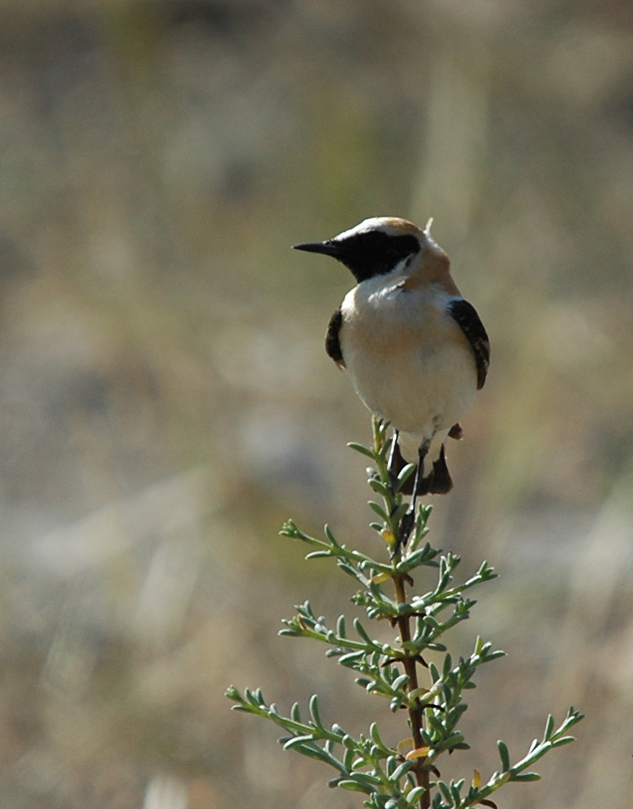 Western black-eared wheatear (Oenanthe hispanica) - Picture Bird