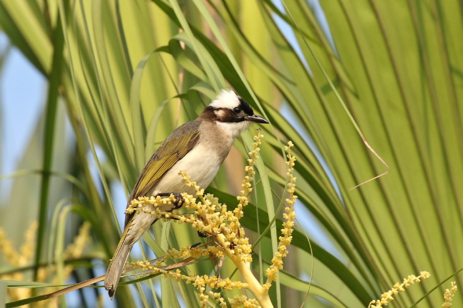 Pycnonotus sinensis formosae (Pycnonotus sinensis formosae) - Picture Bird
