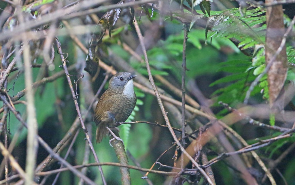Ratina gorjipálida (Spelaeornis kinneari) - Picture Bird