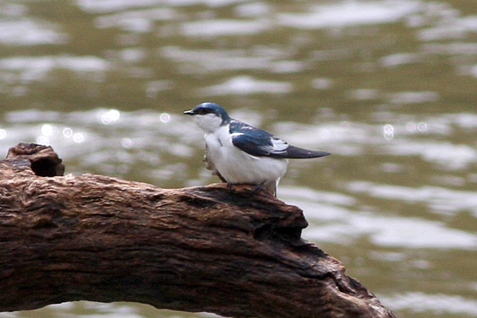 Golondrina aliblanca (Tachycineta albiventer) - Picture Bird