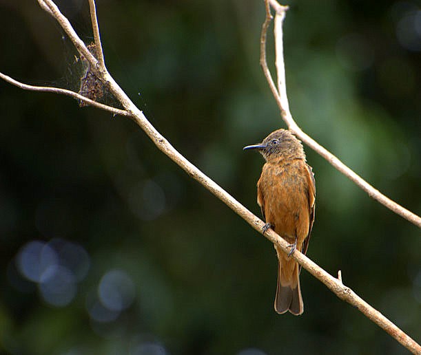 Birro roquero (Hirundinea ferruginea) - Picture Bird