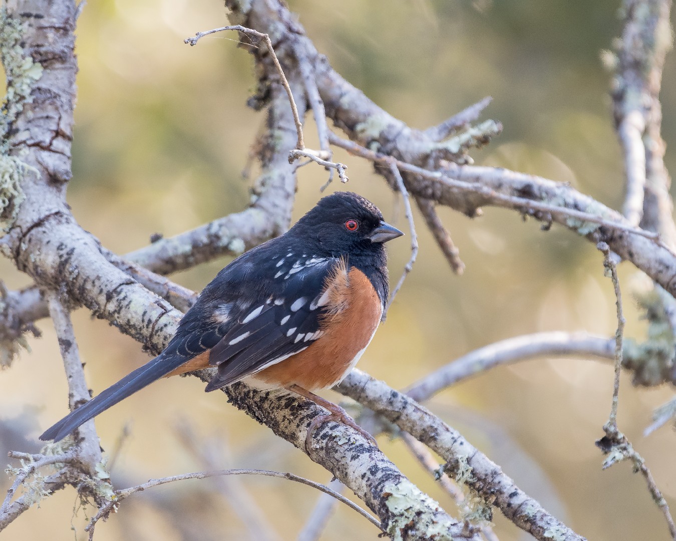 Rascador moteado (Pipilo maculatus) - Picture Bird