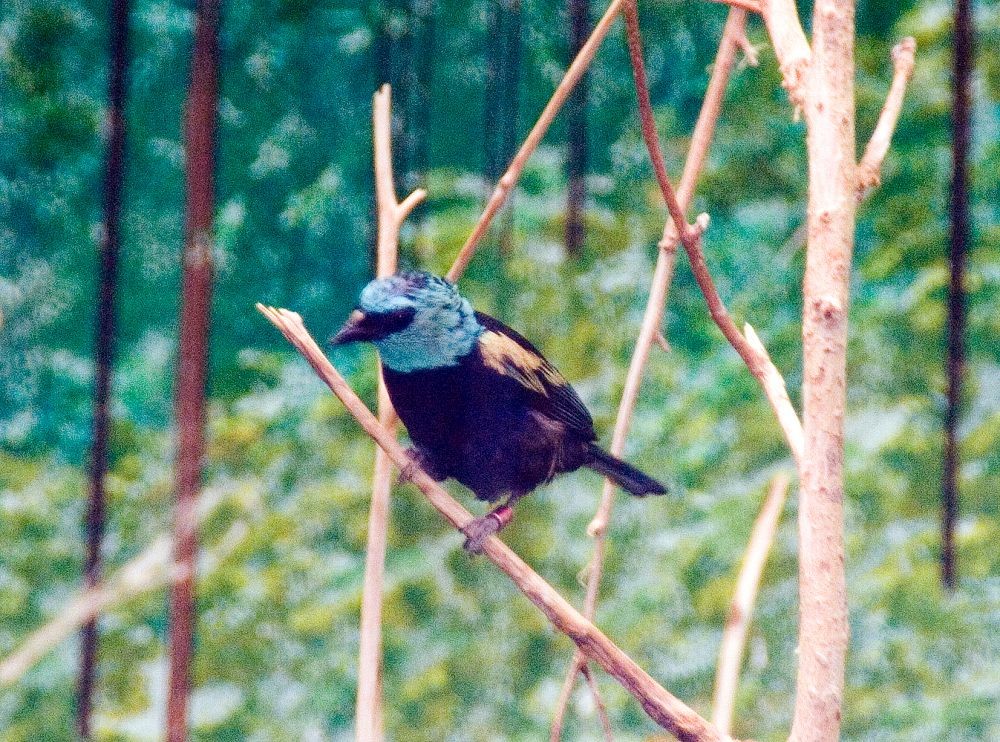 Tangaras (Tangara) - Picture Bird