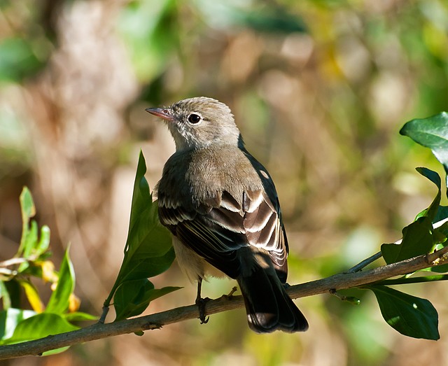 Fiofío piquicorto (Elaenia parvirostris) - Picture Bird