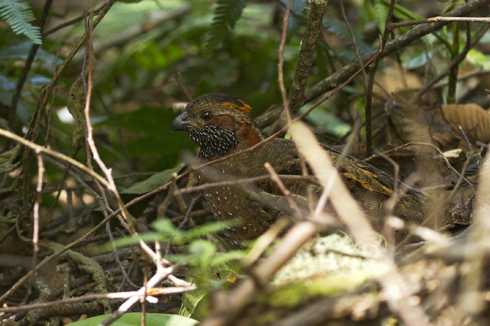 Corcovado goteado (Odontophorus guttatus) - Picture Bird