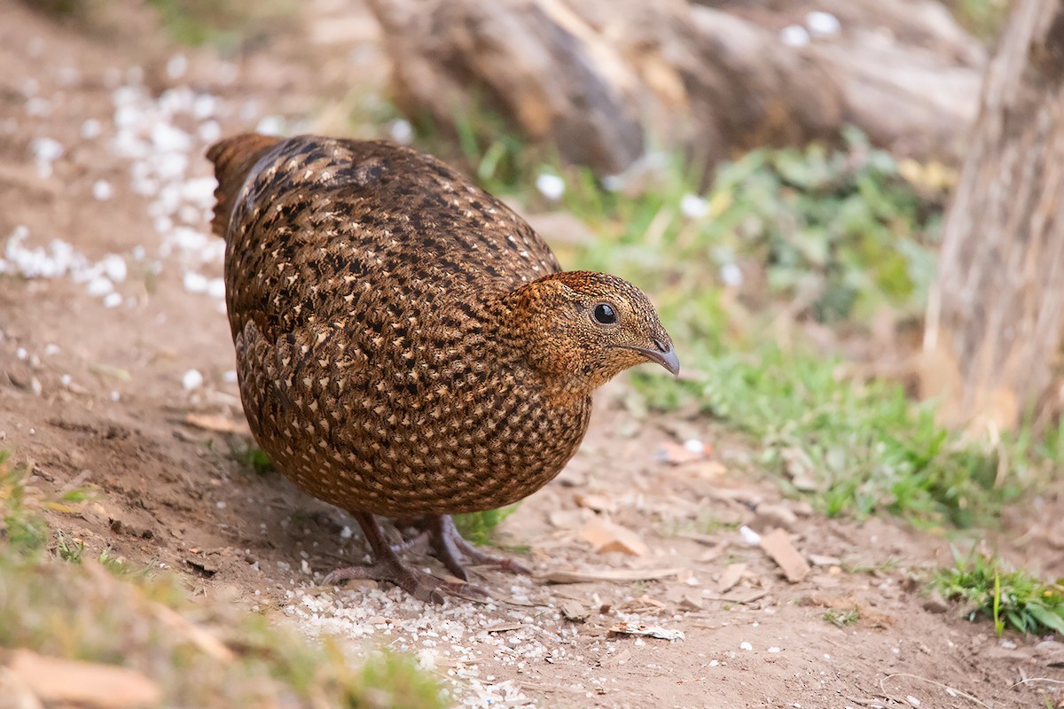 Tragopan satyra (Tragopan satyra) - Picture Bird