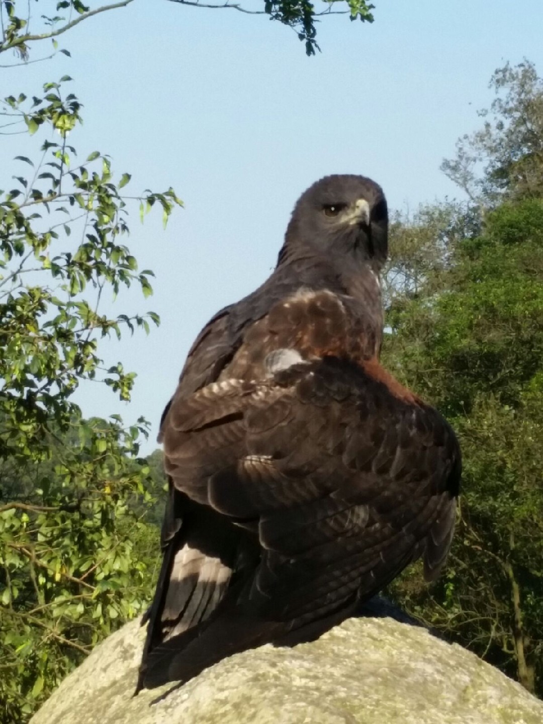 Aguililla rojinegra (Parabuteo unicinctus) - Picture Bird