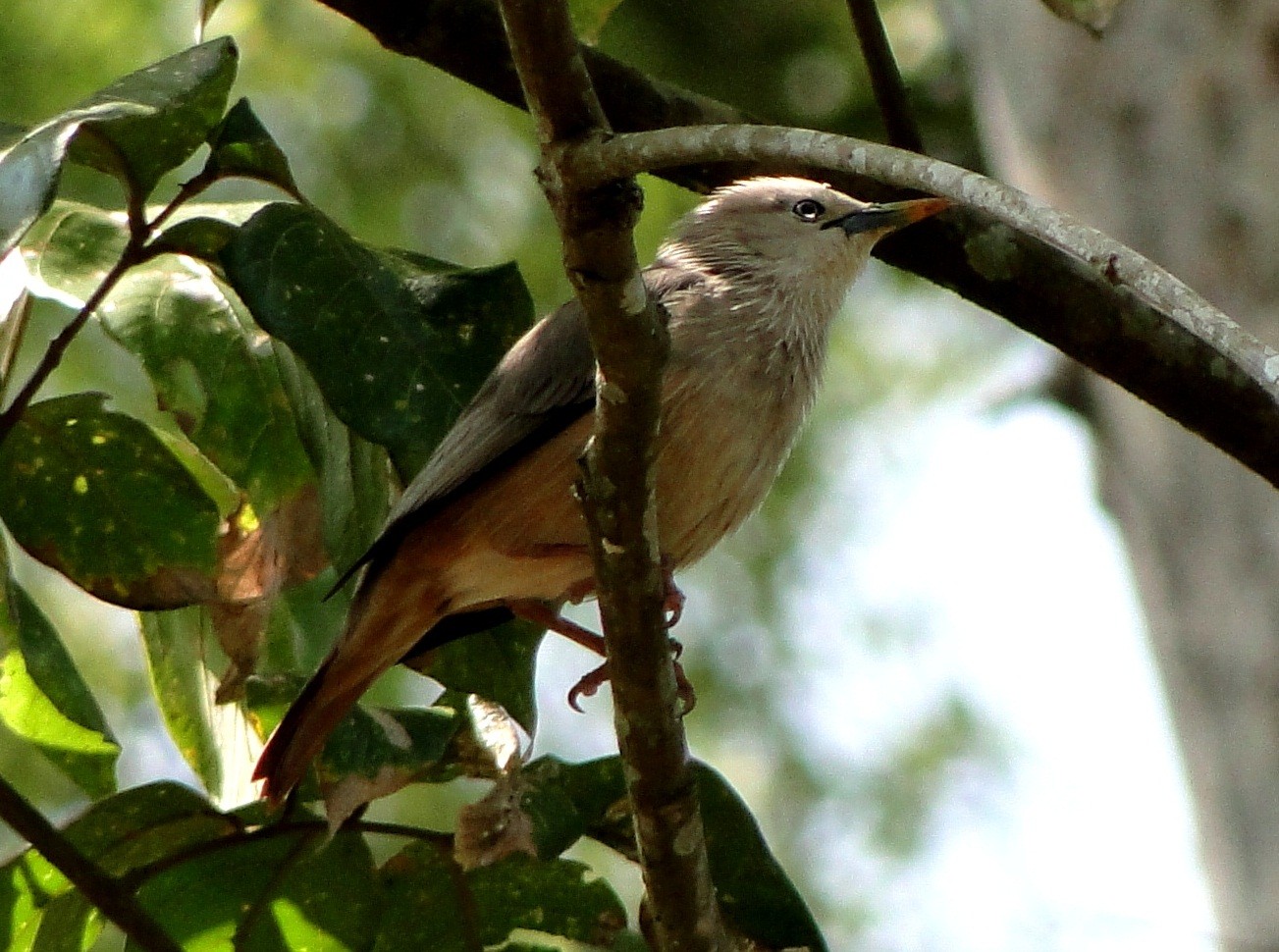 Chestnut-tailed starling (Sturnia malabarica) - Picture Bird