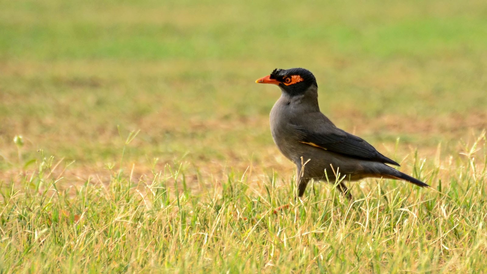 Acridotheres (Acridotheres) - Picture Bird