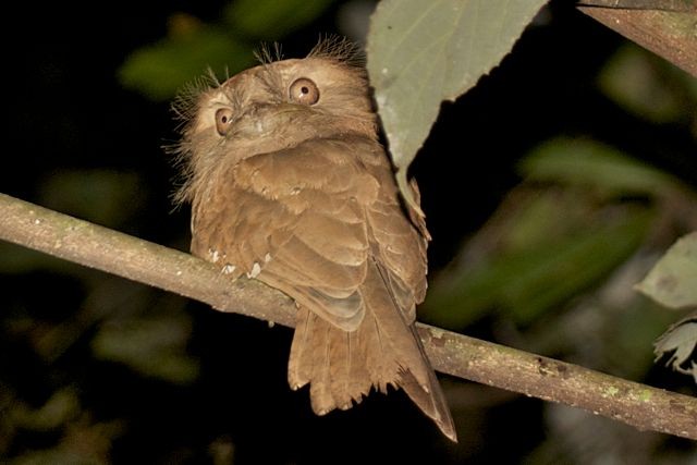 Podargo de ceilán (Batrachostomus moniliger) - Picture Bird