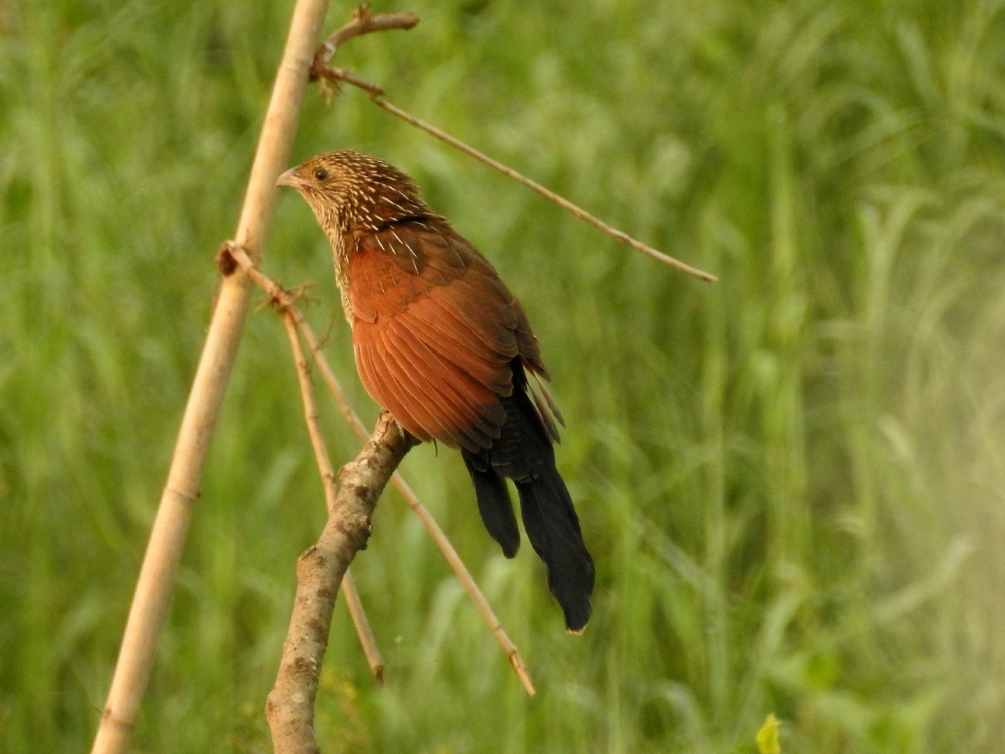 Cucal bengalí (Centropus bengalensis) - Picture Bird