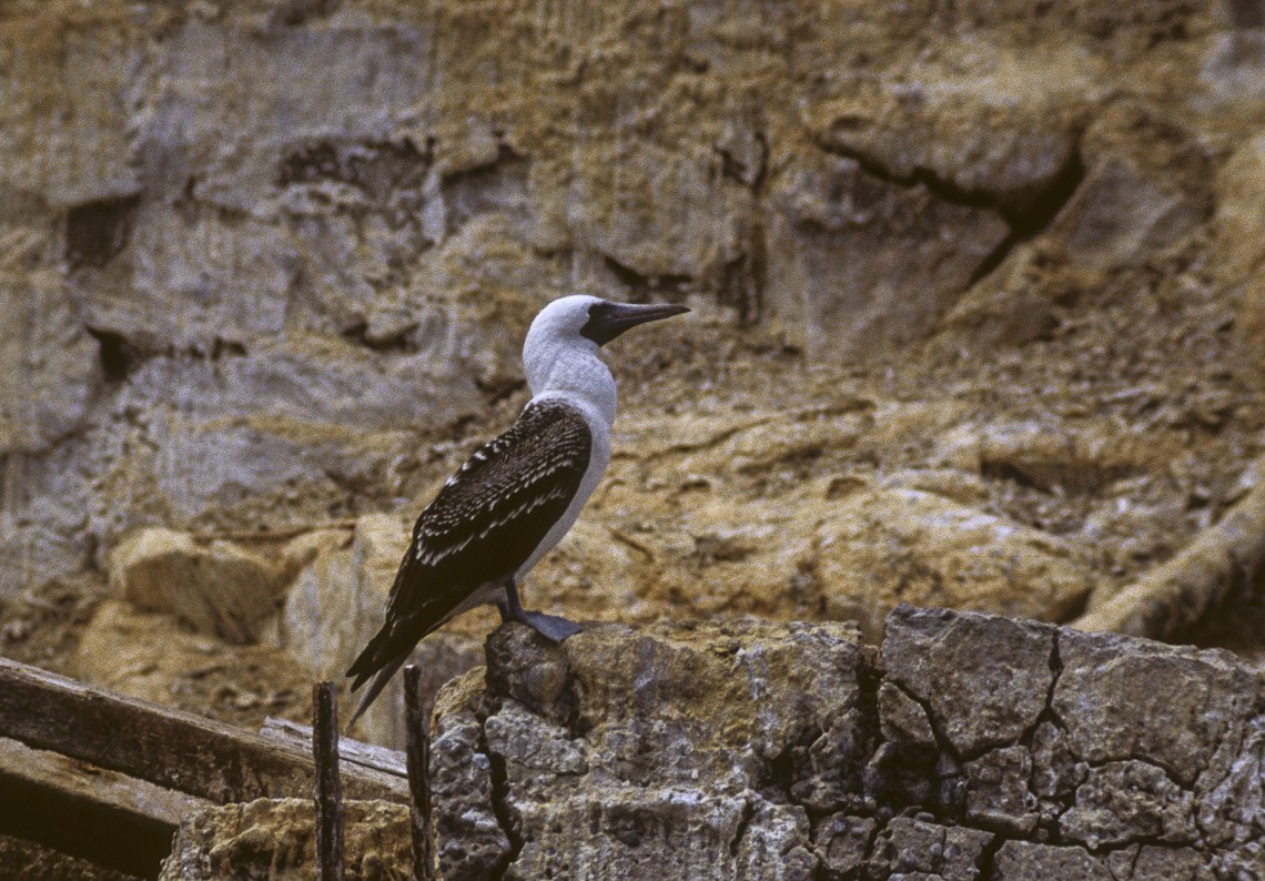 Sula del Perù (Sula variegata) - Picture Bird