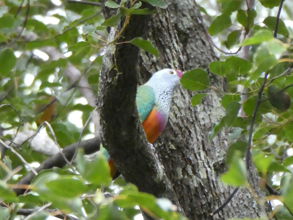 Ptilinopus (Ptilinopus) - Picture Bird