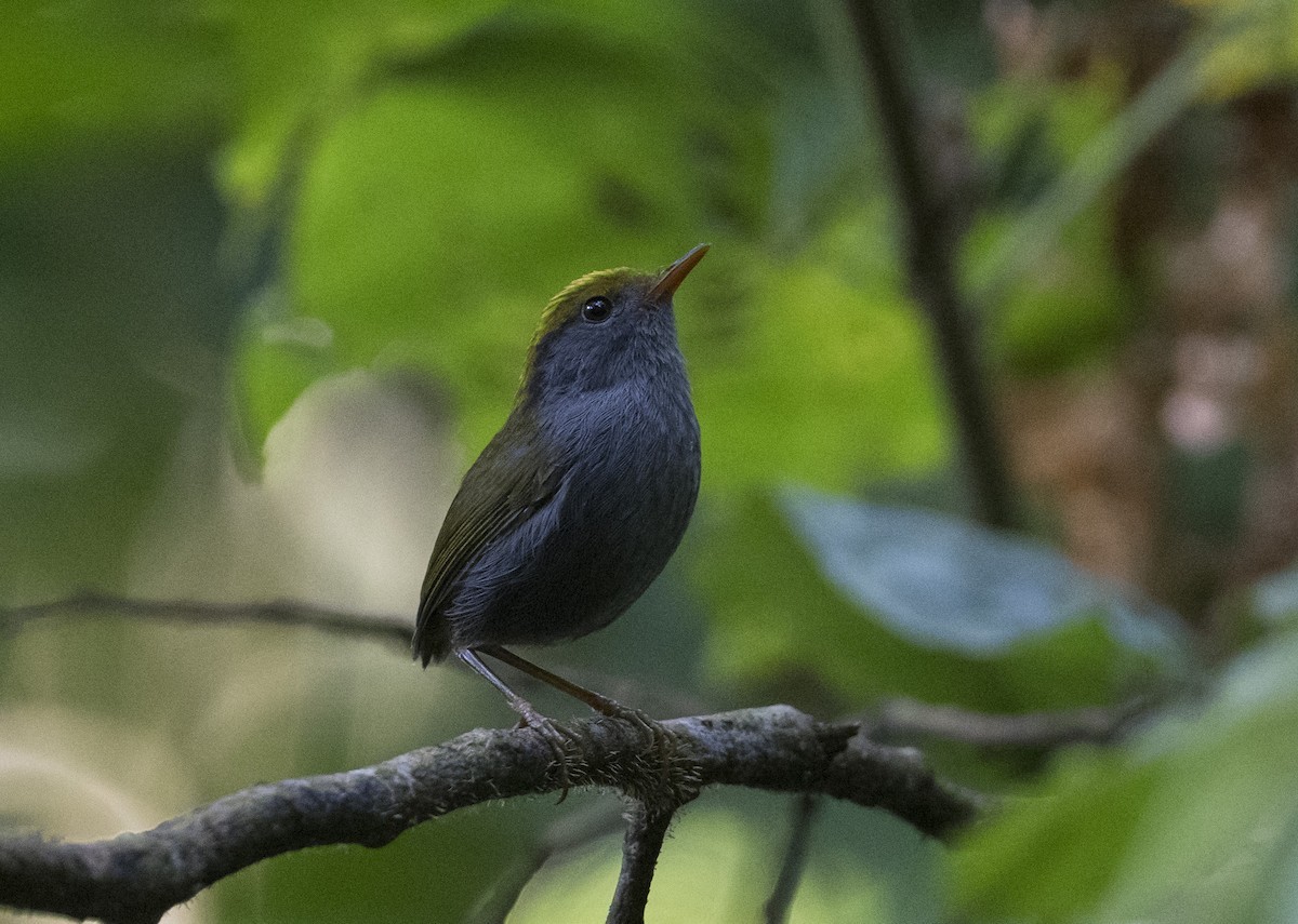 Tesia pizarrosa (Tesia olivea) - Picture Bird