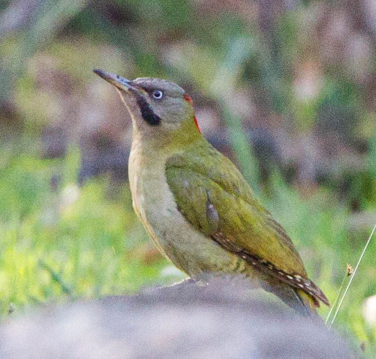 Picus (Picus) - Picture Bird
