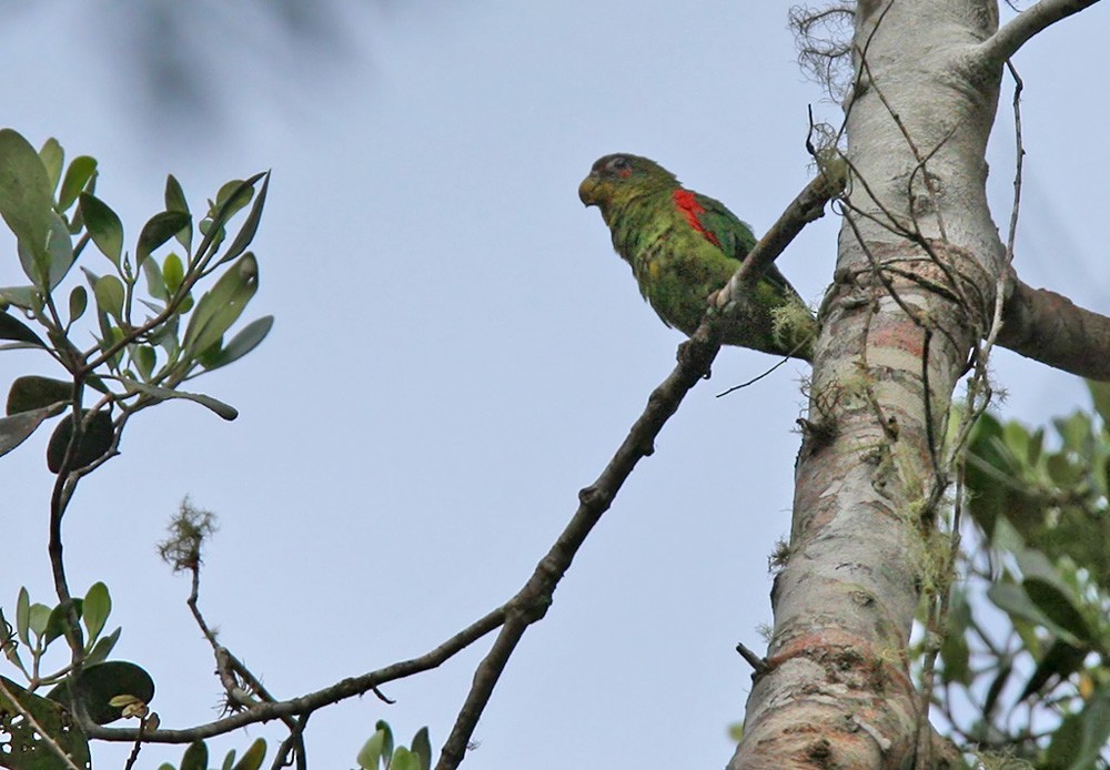 Cotorrita cariazul (Touit dilectissimus) - Picture Bird