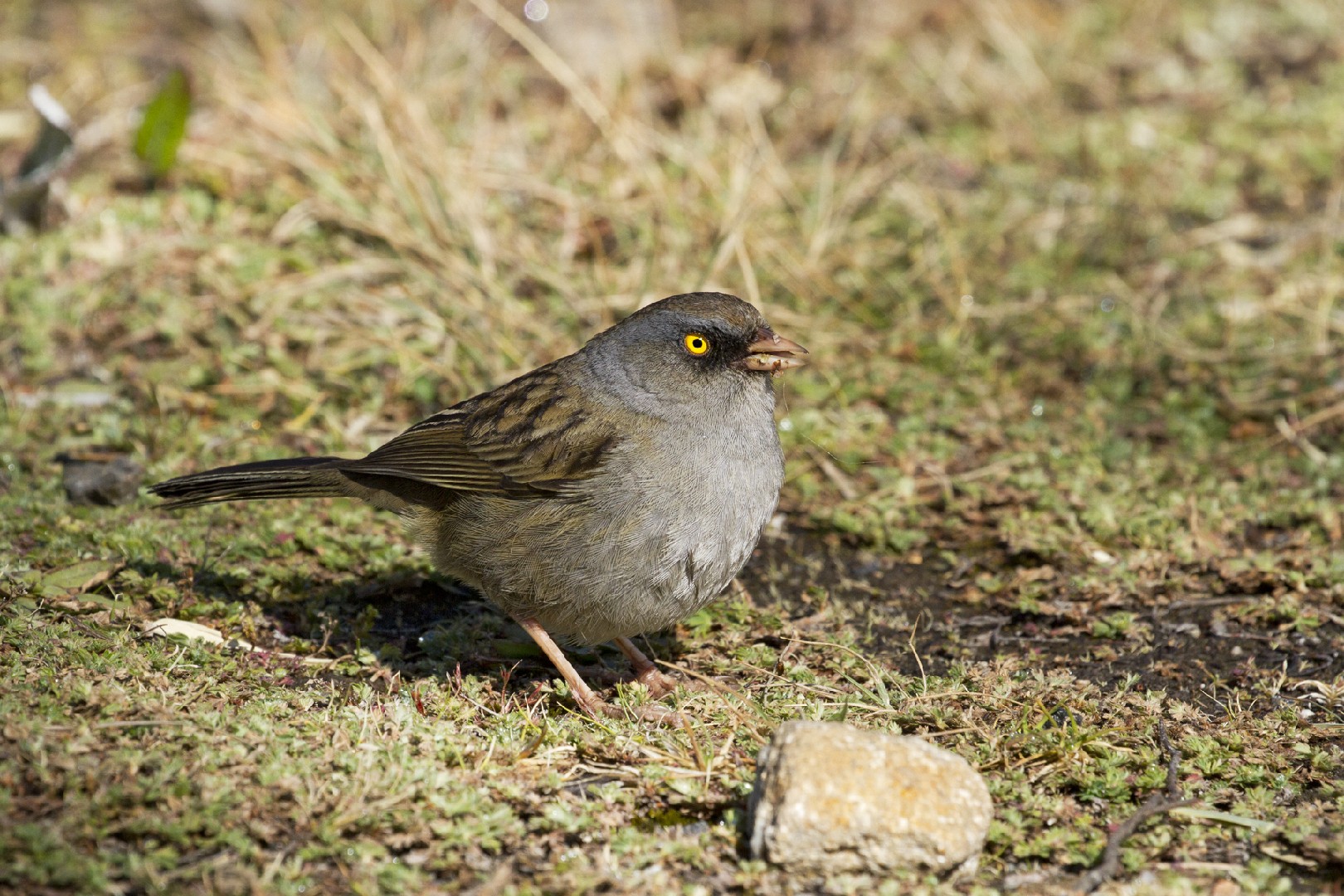 Junco de los volcanes (Junco vulcani) - Picture Bird