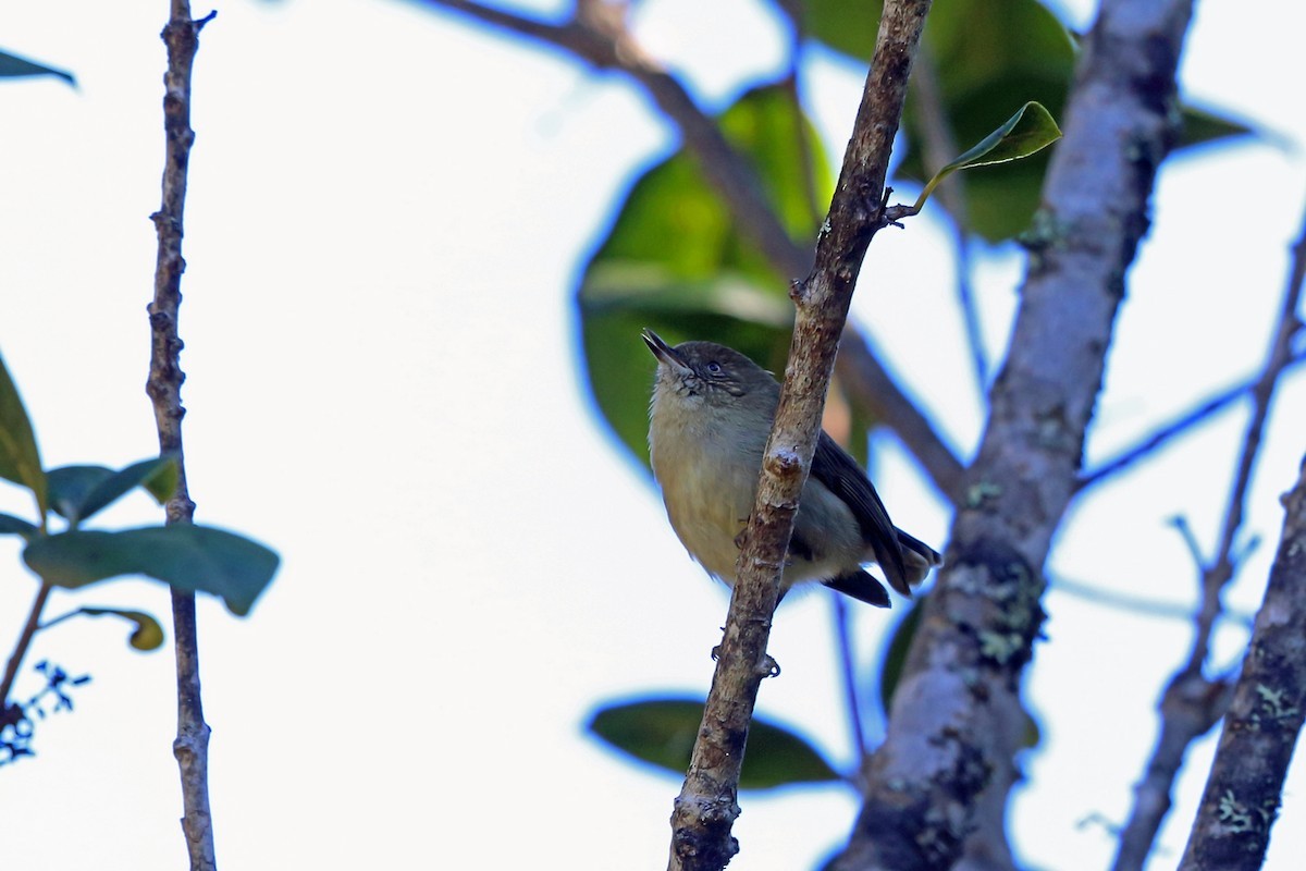 Acantiza papú (Acanthiza murina) - Picture Bird