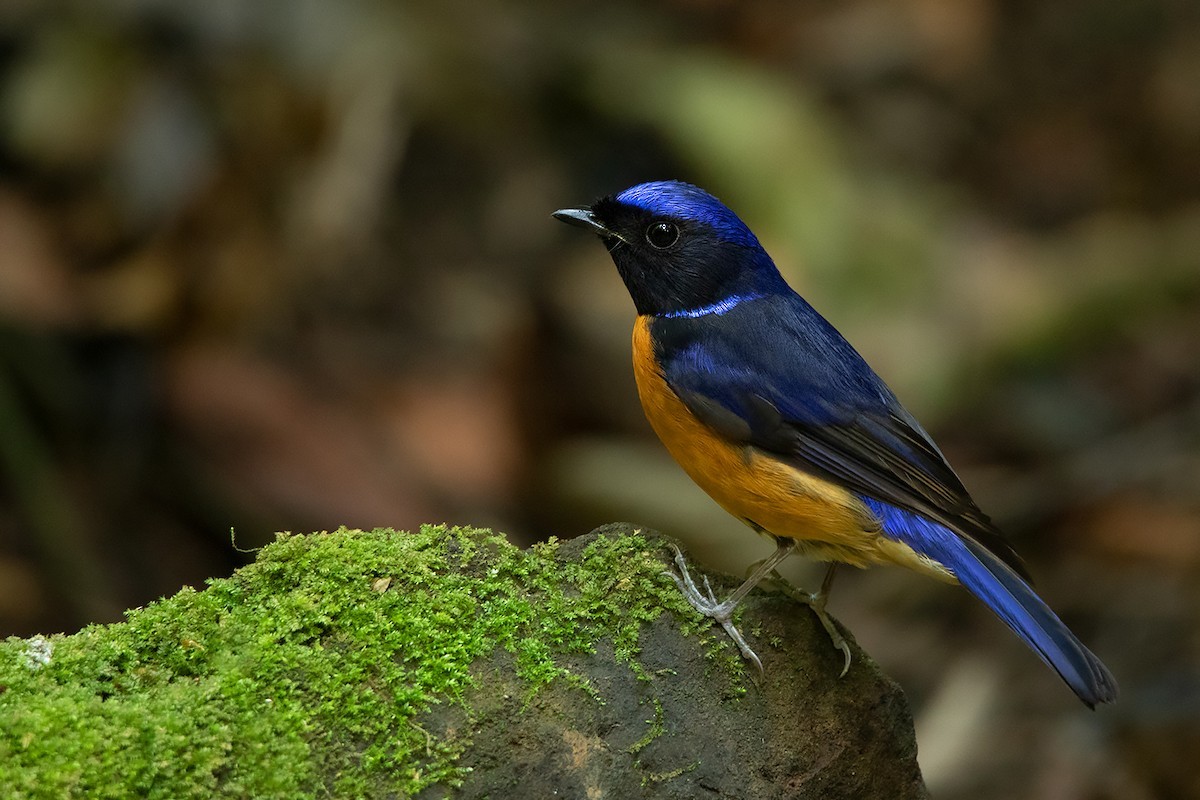 Niltavas (Niltava) - Picture Bird