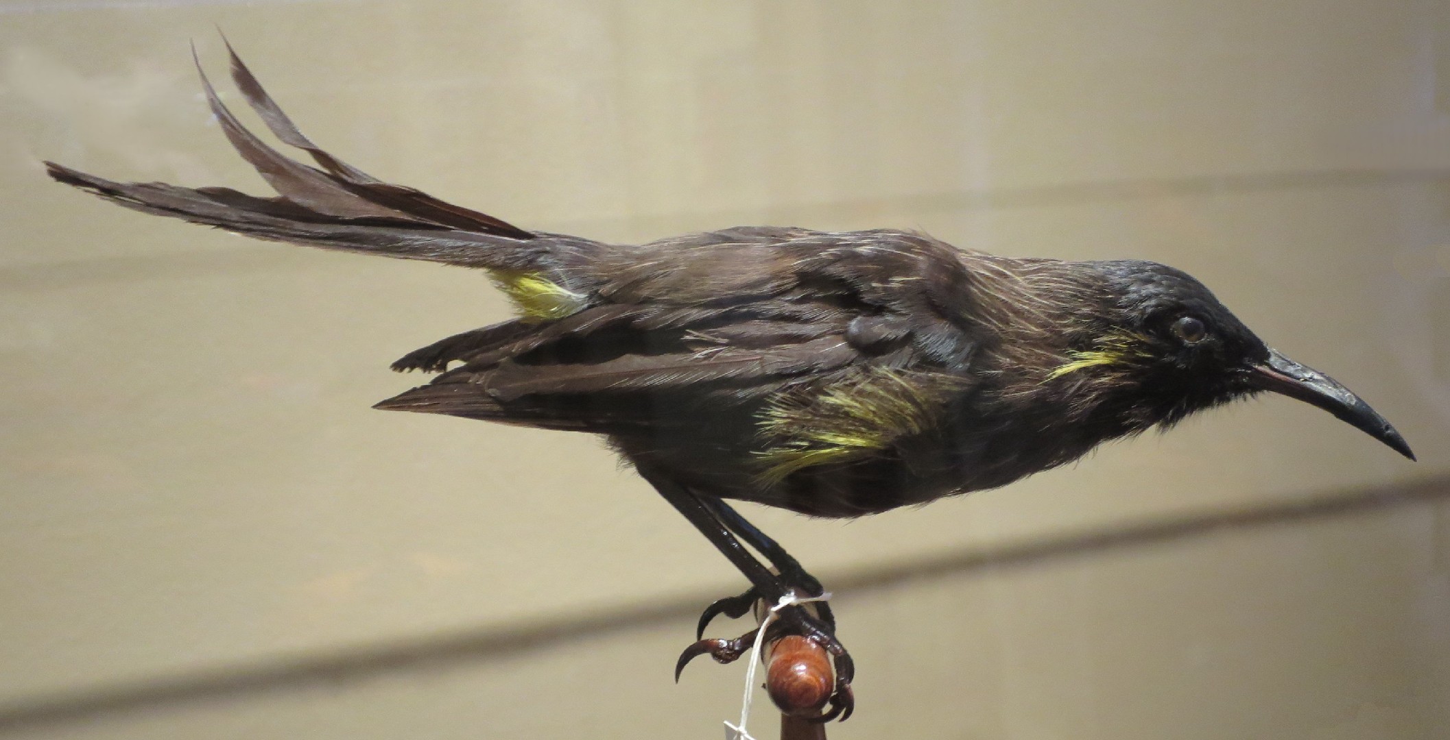 Oo de Bishop (Moho bishopi) - Picture Bird