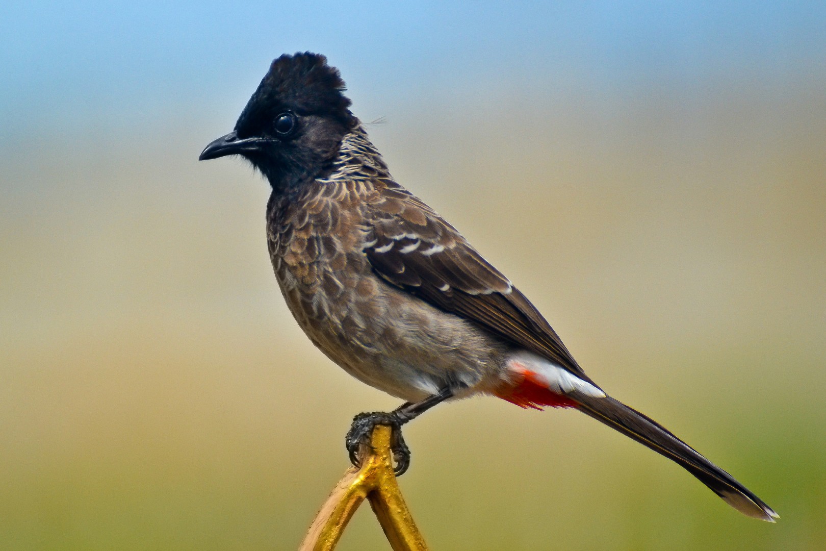 Pycnonotus (Pycnonotus) - Picture Bird