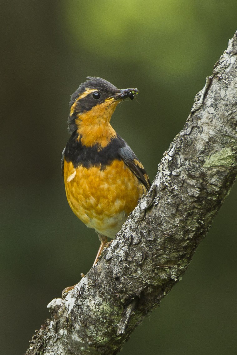 Zorzal pinto (Ixoreus naevius) - Picture Bird