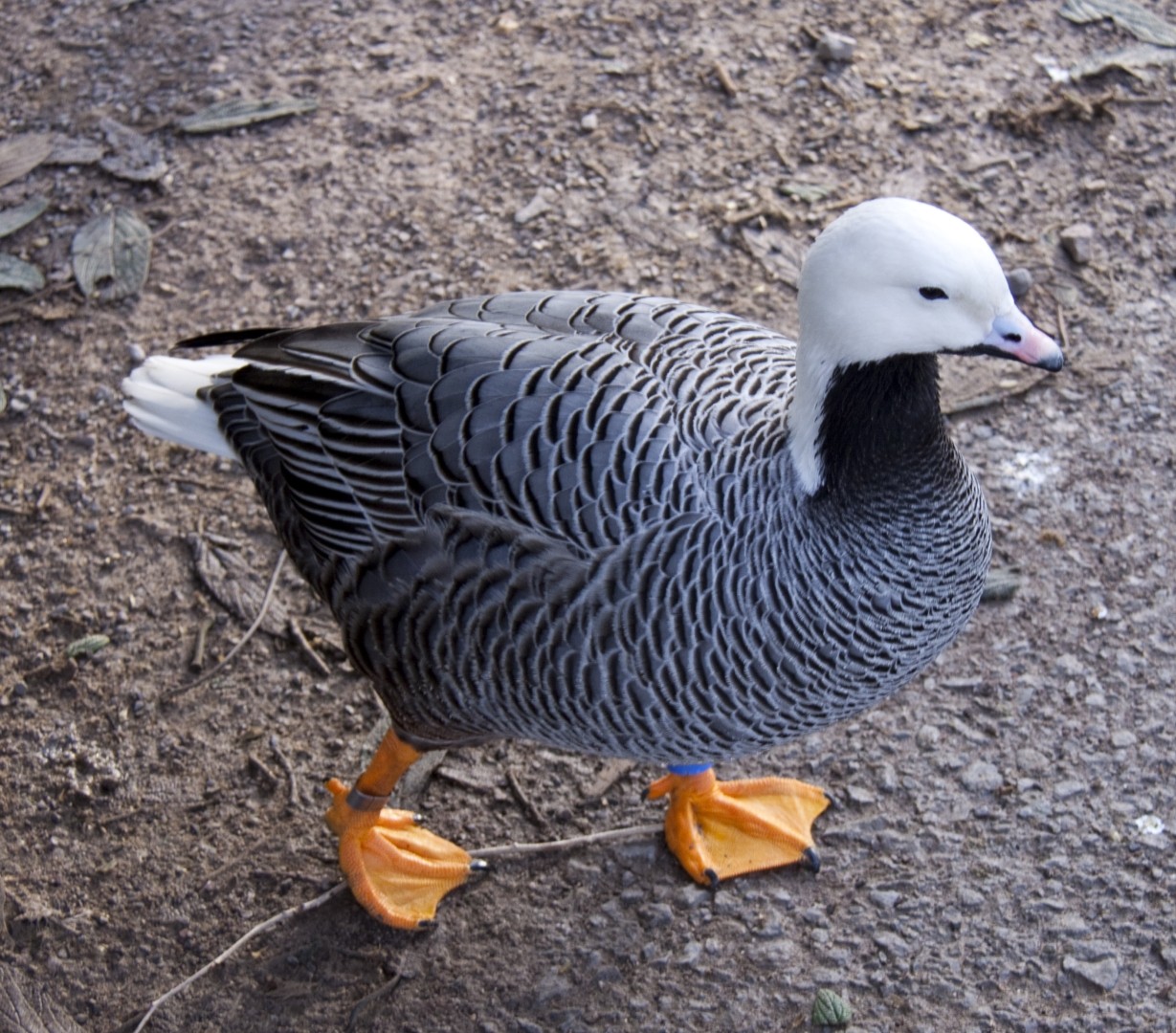 Chen (Chen) - Picture Bird