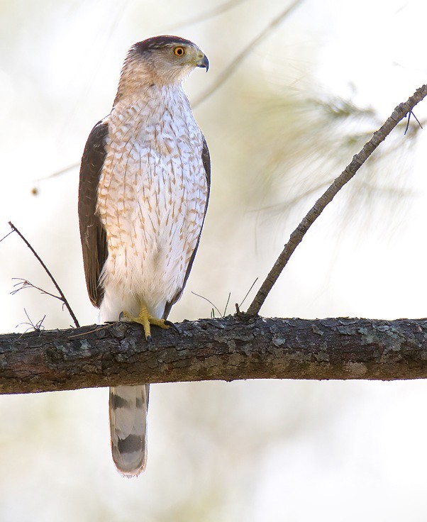 Gavilán de cooper (Accipiter cooperii) - Picture Bird