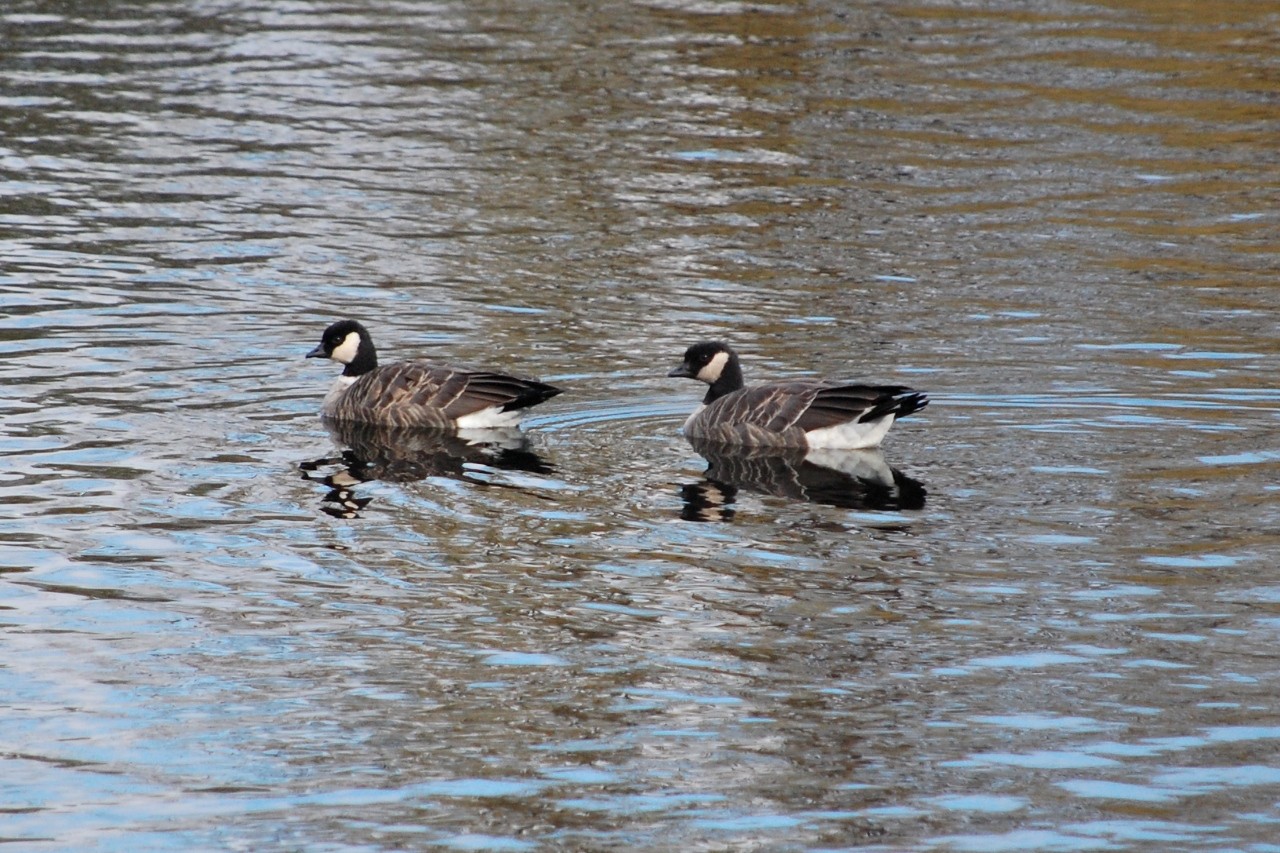 Cackling goose (Branta hutchinsii) - Picture Bird
