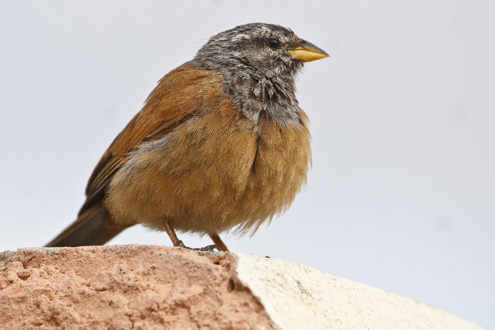 Emberiza sahari (Emberiza sahari) - Picture Bird