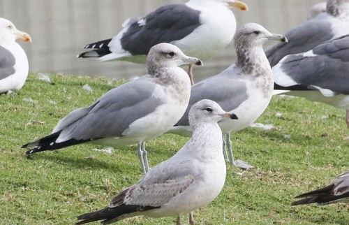 Gaviota californiana (Larus californicus) - Picture Bird