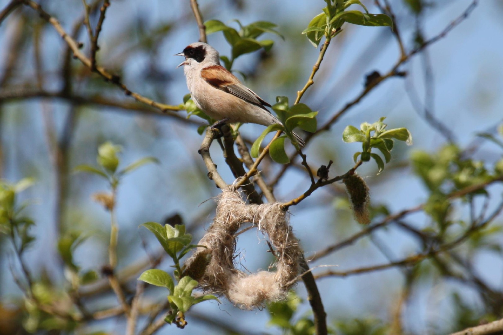 Pájaro moscón europeo (Remiz pendulinus) - Picture Bird