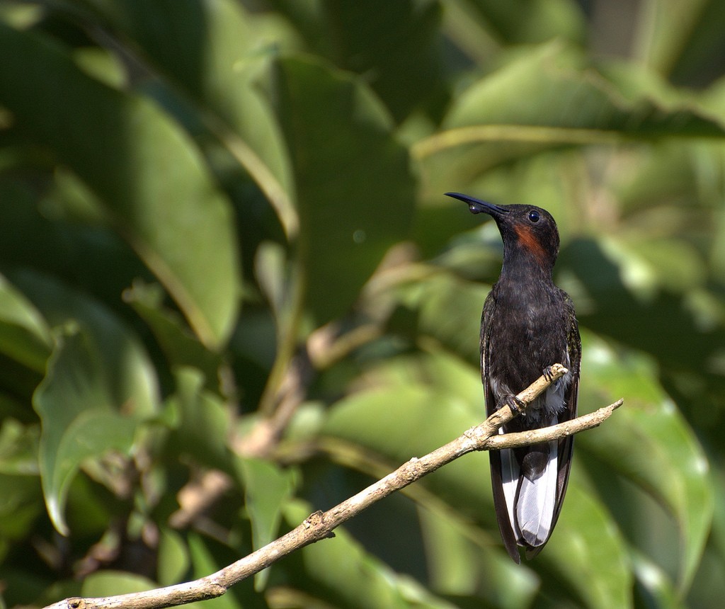 Colibrí negro (Florisuga fusca) - Picture Bird
