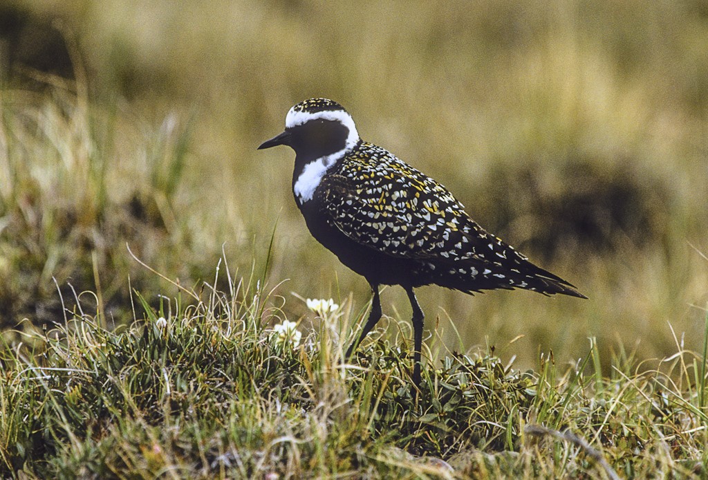 Pluvier bronzé (Pluvialis dominica) - Picture Bird