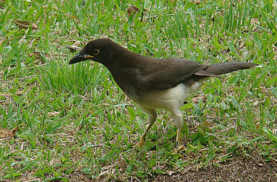 Chara papán (Psilorhinus morio) - Picture Bird