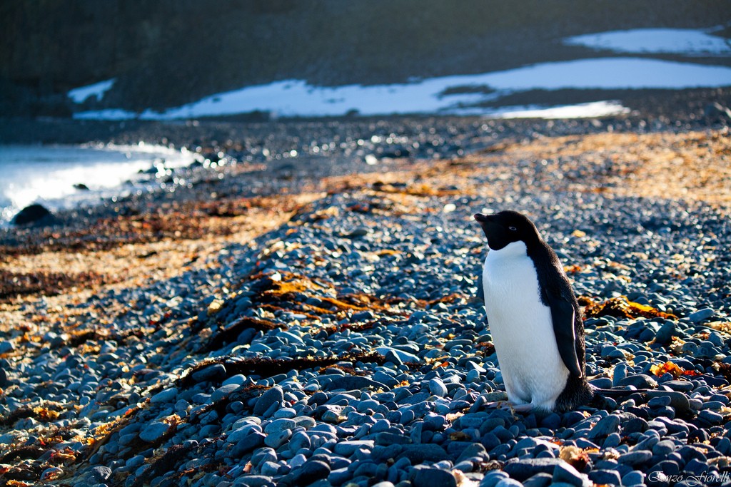 Pygoscelis (Pygoscelis) - Picture Bird