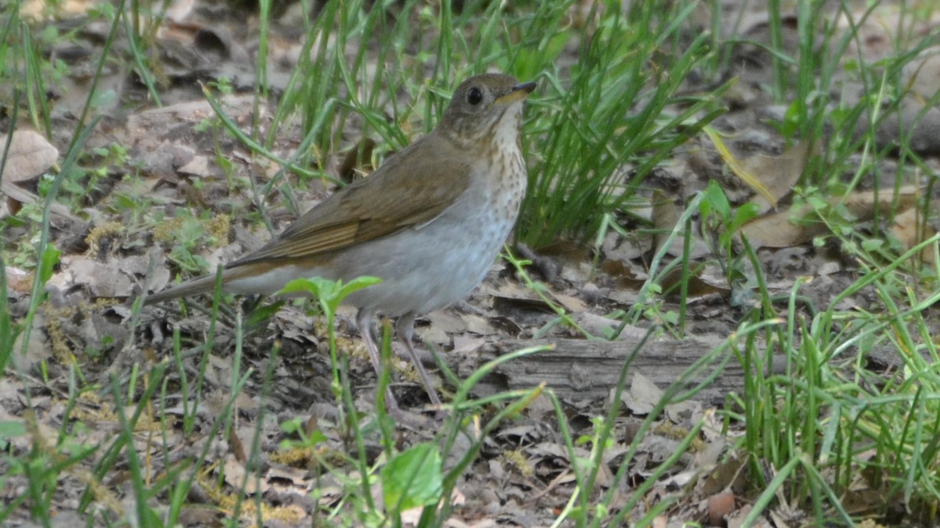 Zorzalito rojizo (Catharus fuscescens) - Picture Bird