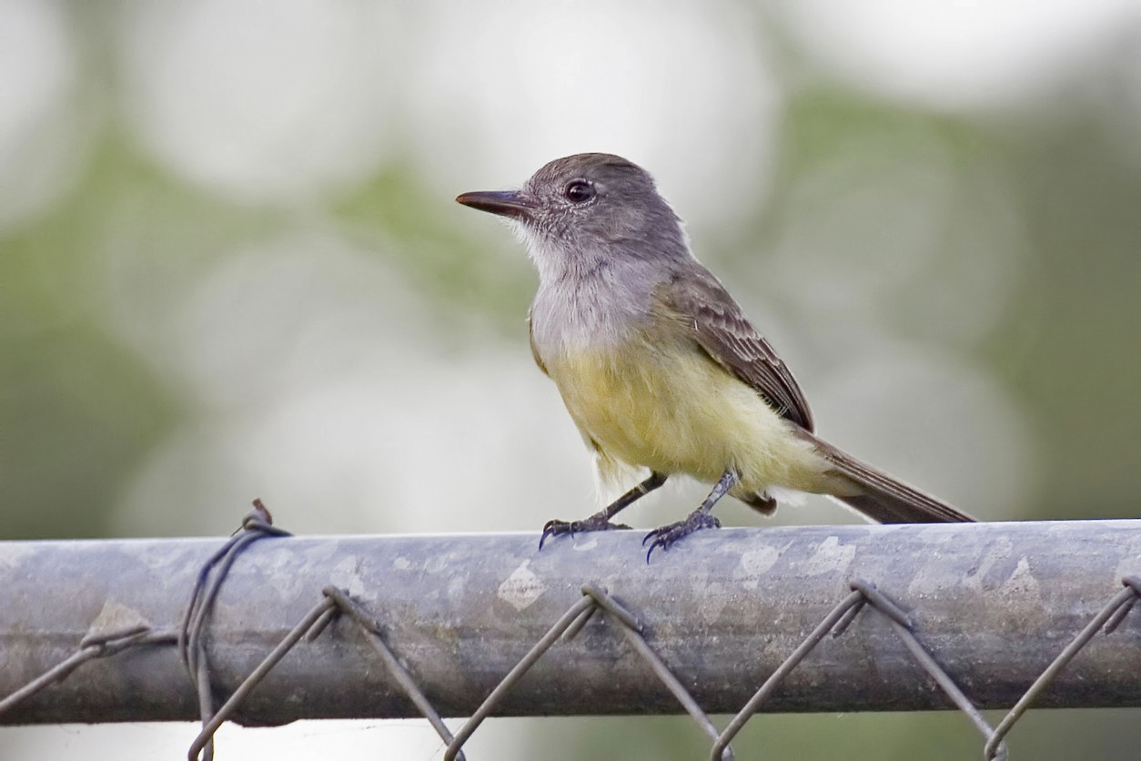 Copetón panameño (Myiarchus panamensis) - Picture Bird