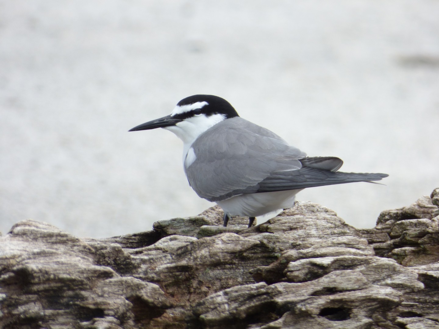 Charrán lunado (Onychoprion lunatus) - Picture Bird
