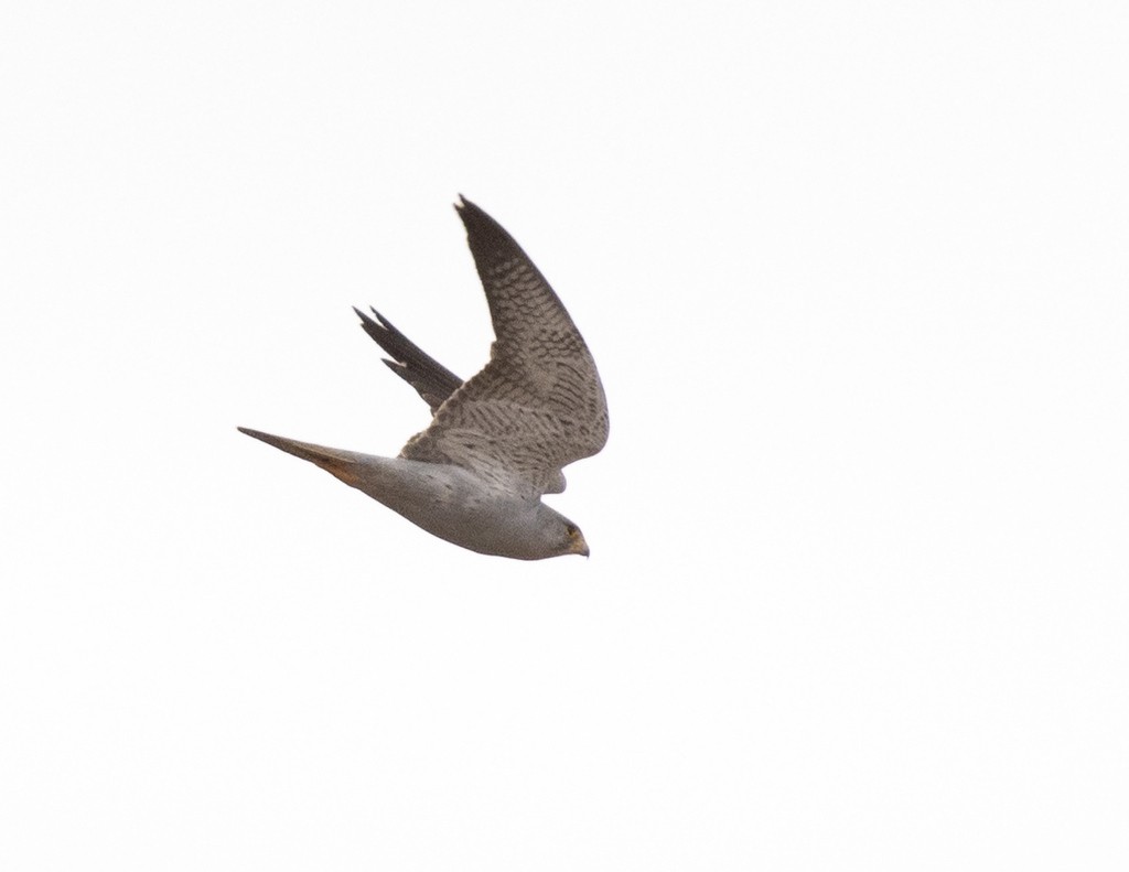 Halcón gris (Falco hypoleucos) - Picture Bird