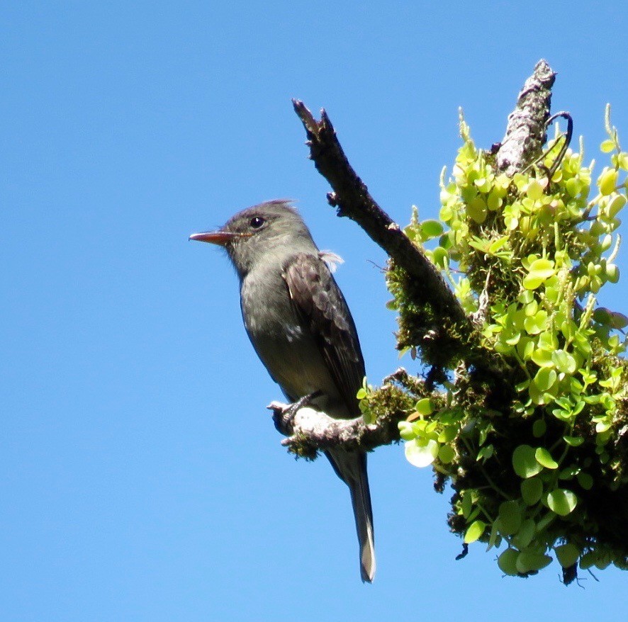 Pibí oscuro (Contopus lugubris) - Picture Bird