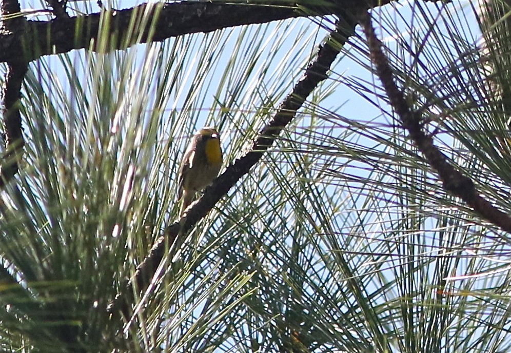 Reinita coroniverde (Setophaga pityophila) - Picture Bird