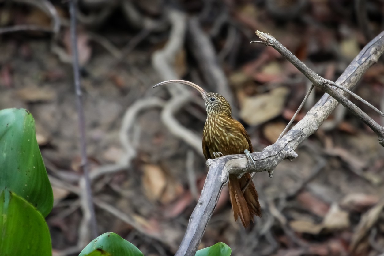 Scythebills (Campylorhamphus) - Picture Bird