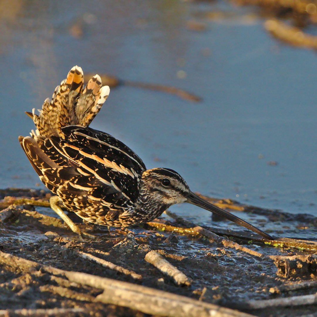 Gallinago (Gallinago) - Picture Bird