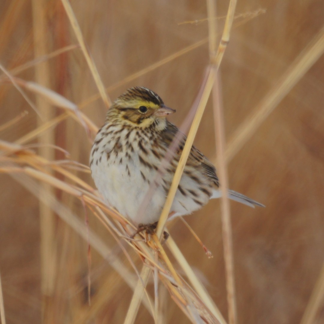Chingolo sabanero (Passerculus sandwichensis) - Picture Bird