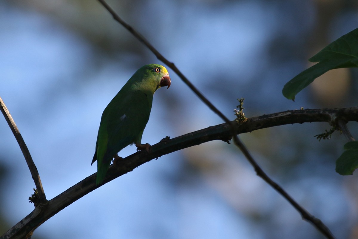 Perico tui (Brotogeris sanctithomae) - Picture Bird