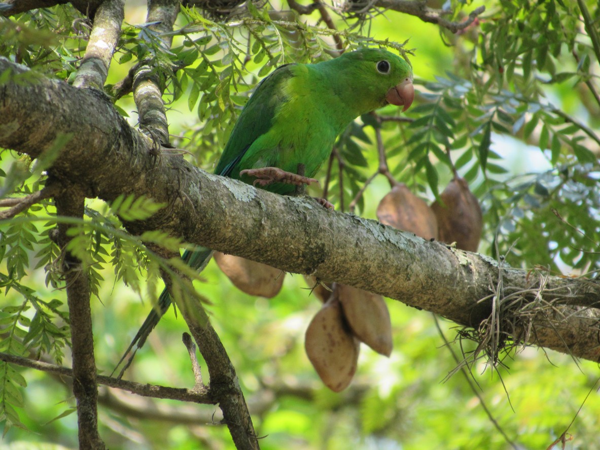 Aratinga (Aratinga) - Picture Bird
