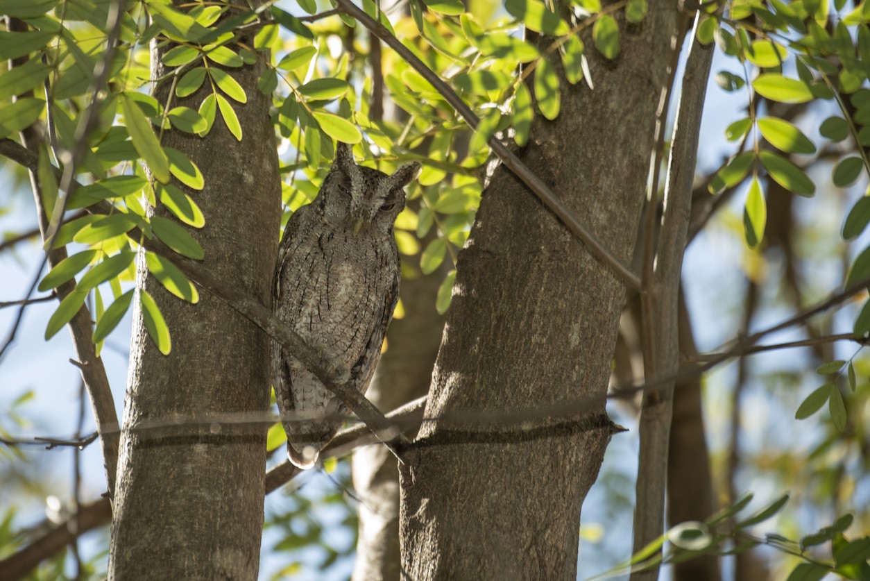 Autillo de manglar (Megascops cooperi) - Picture Bird